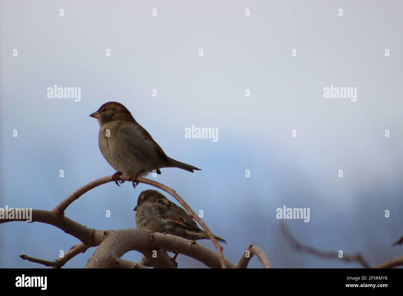 Images sparrows hi-res stock photography and images - Alamy