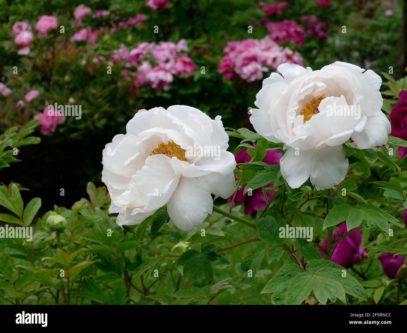 Tree Peonies High Resolution Stock Photography and Images - Alamy