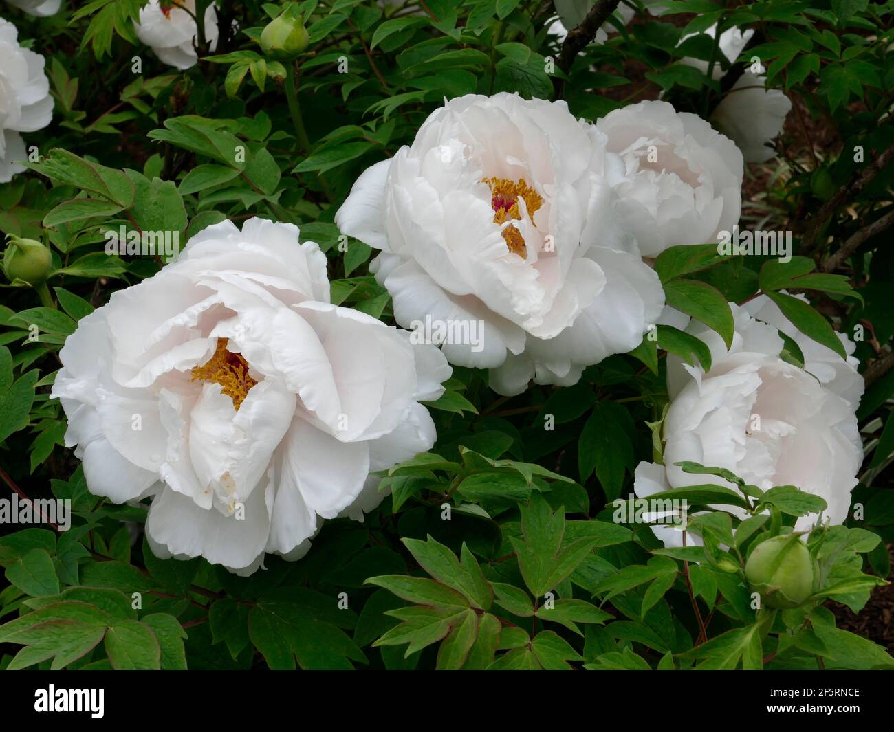 Tree Peonies High Resolution Stock Photography and Images - Alamy