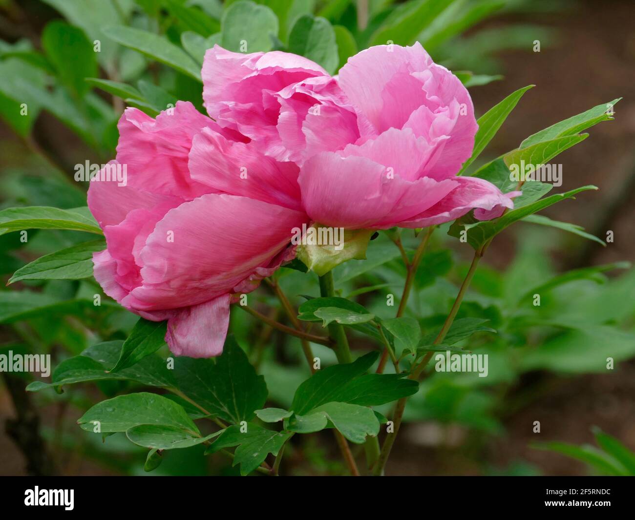 Two Pink Peonies Blossoming from a Branch of a Peony Tree Stock Photo ...