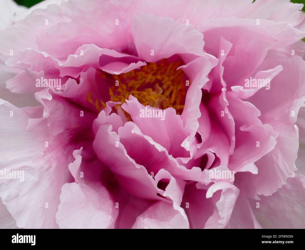 Light Pink Peonies Blooming from a Branch of a Peony Tree in a Garden ...