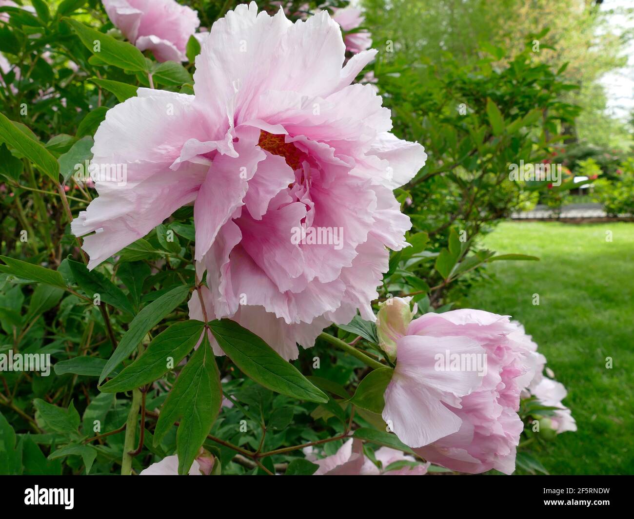 Light Pink Peonies Blooming from a Branch of a Peony Tree in a Garden ...