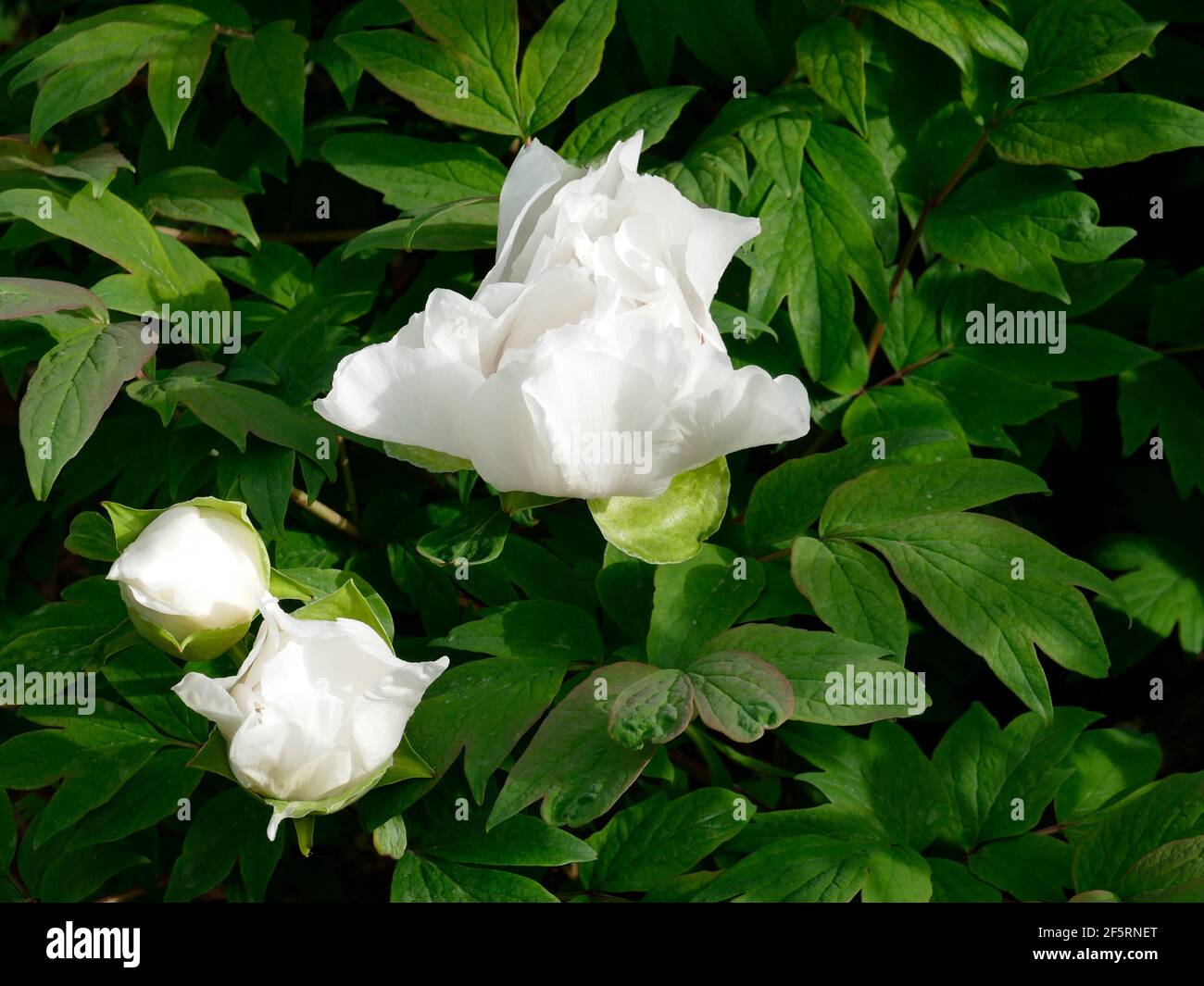 Peony tree hi-res stock photography and images - Alamy