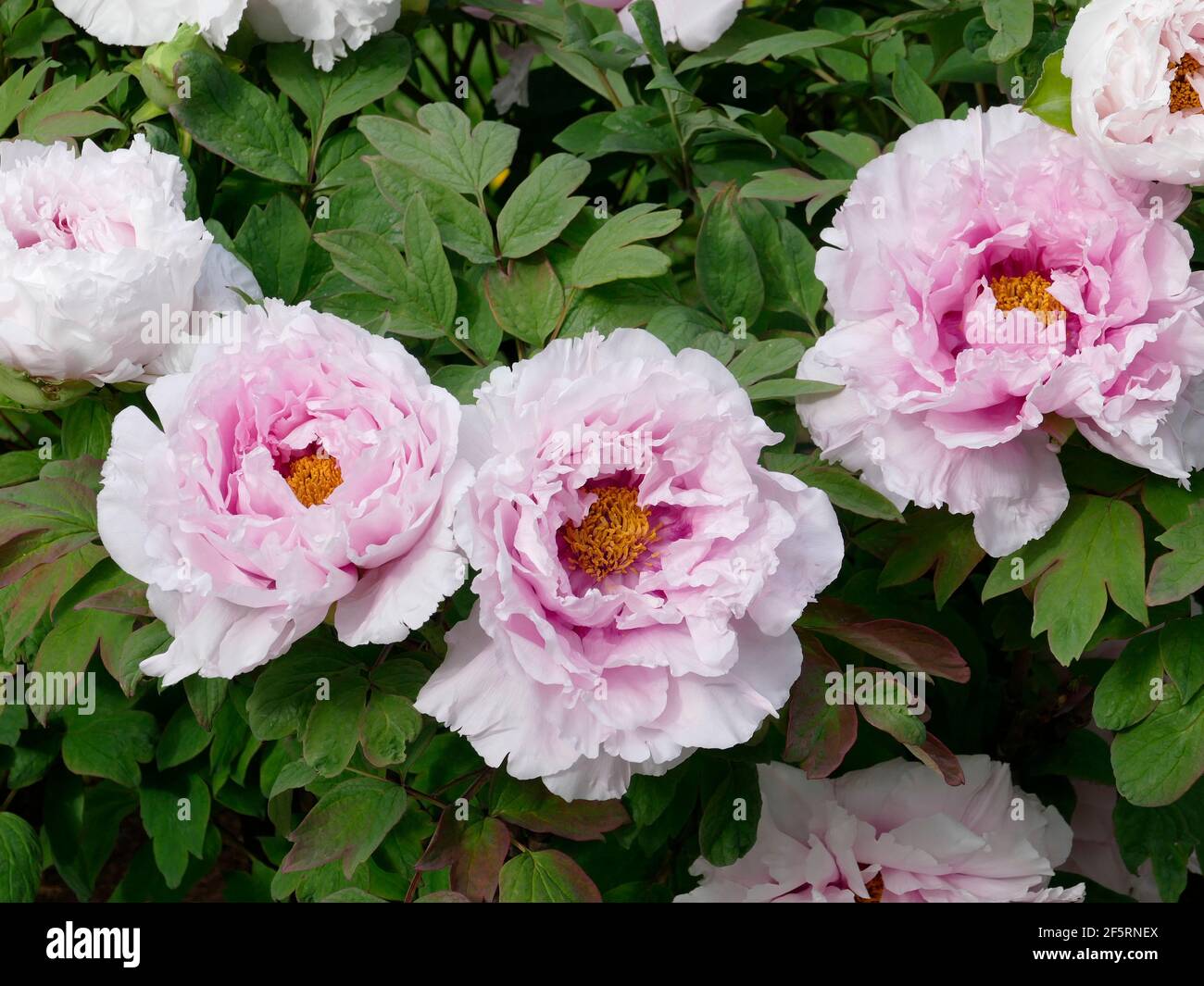 Light Pink Peonies Blooming from a Branch of a Peony Tree in a Garden ...