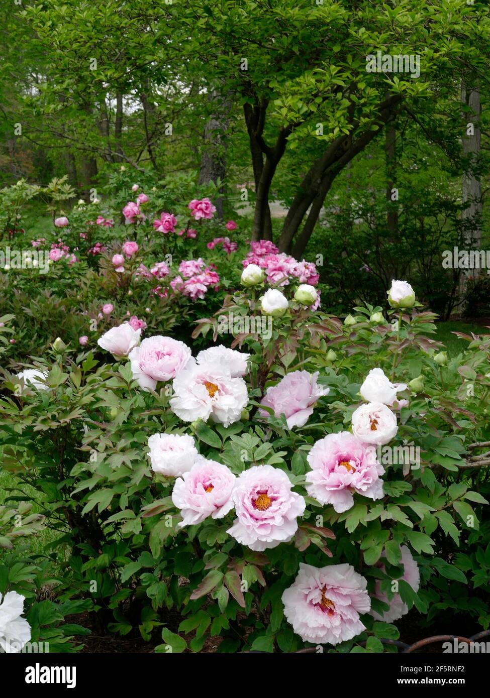 A Variety of Colors in an Enchanted Peonies Garden Stock Photo - Alamy