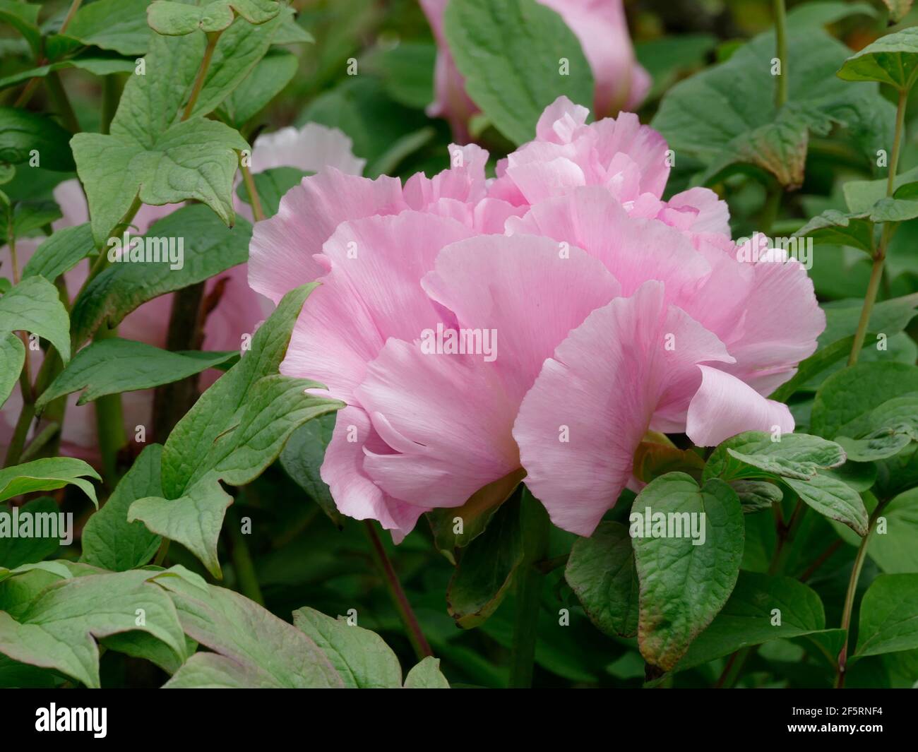 Pink tree peonies hi-res stock photography and images - Alamy