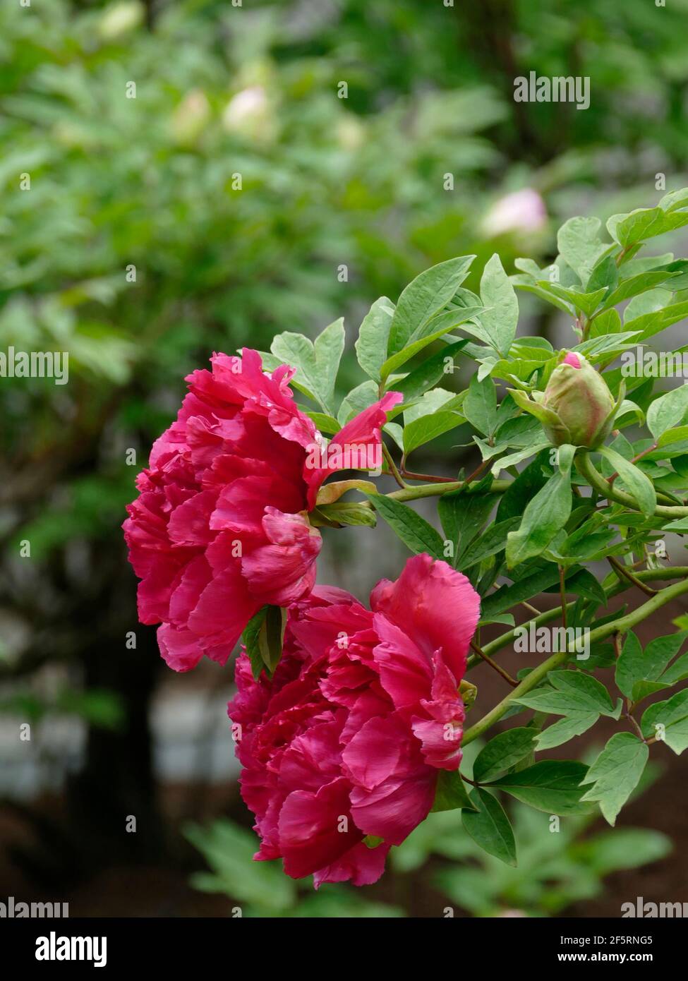 Pink tree peonies hi-res stock photography and images - Alamy
