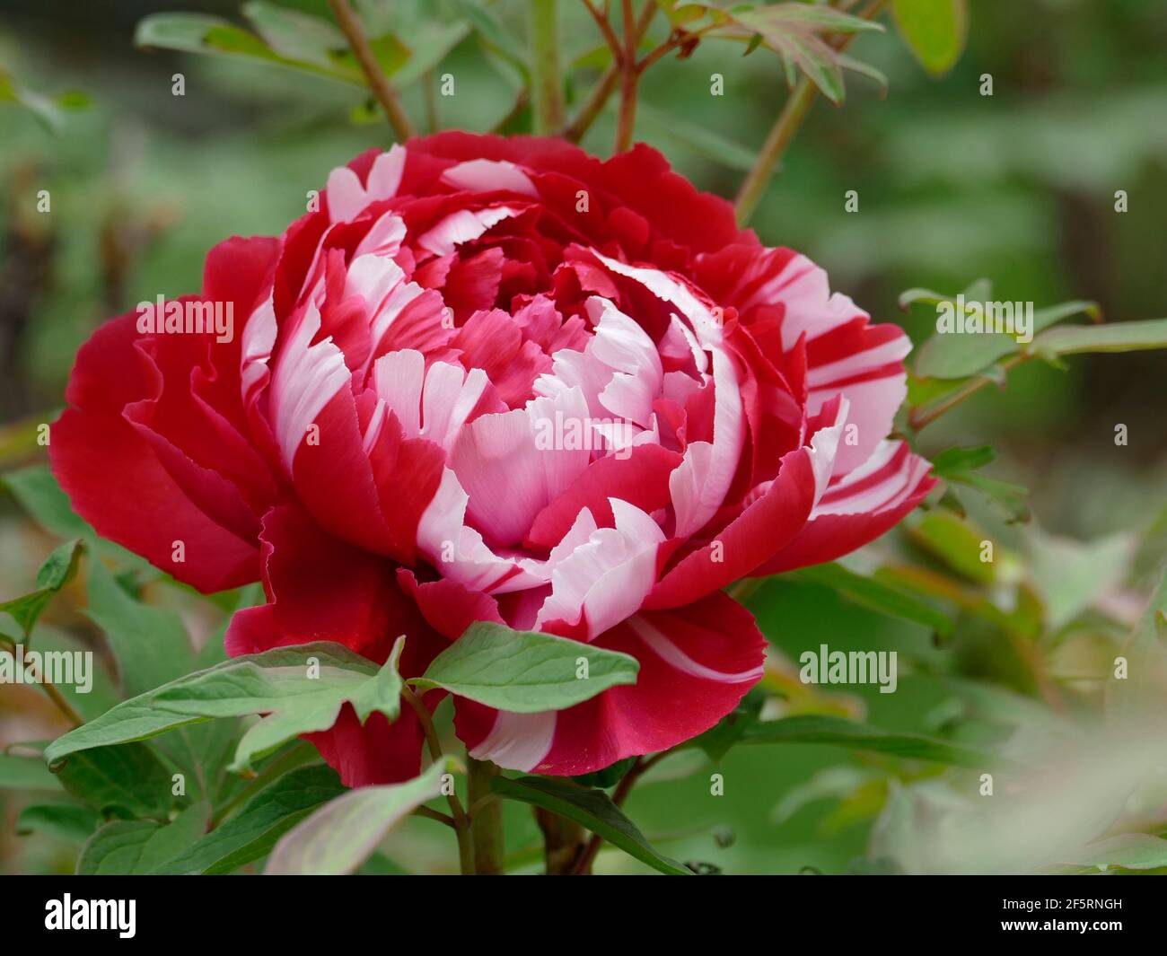 Paeony tree dark red hi-res stock photography and images - Alamy