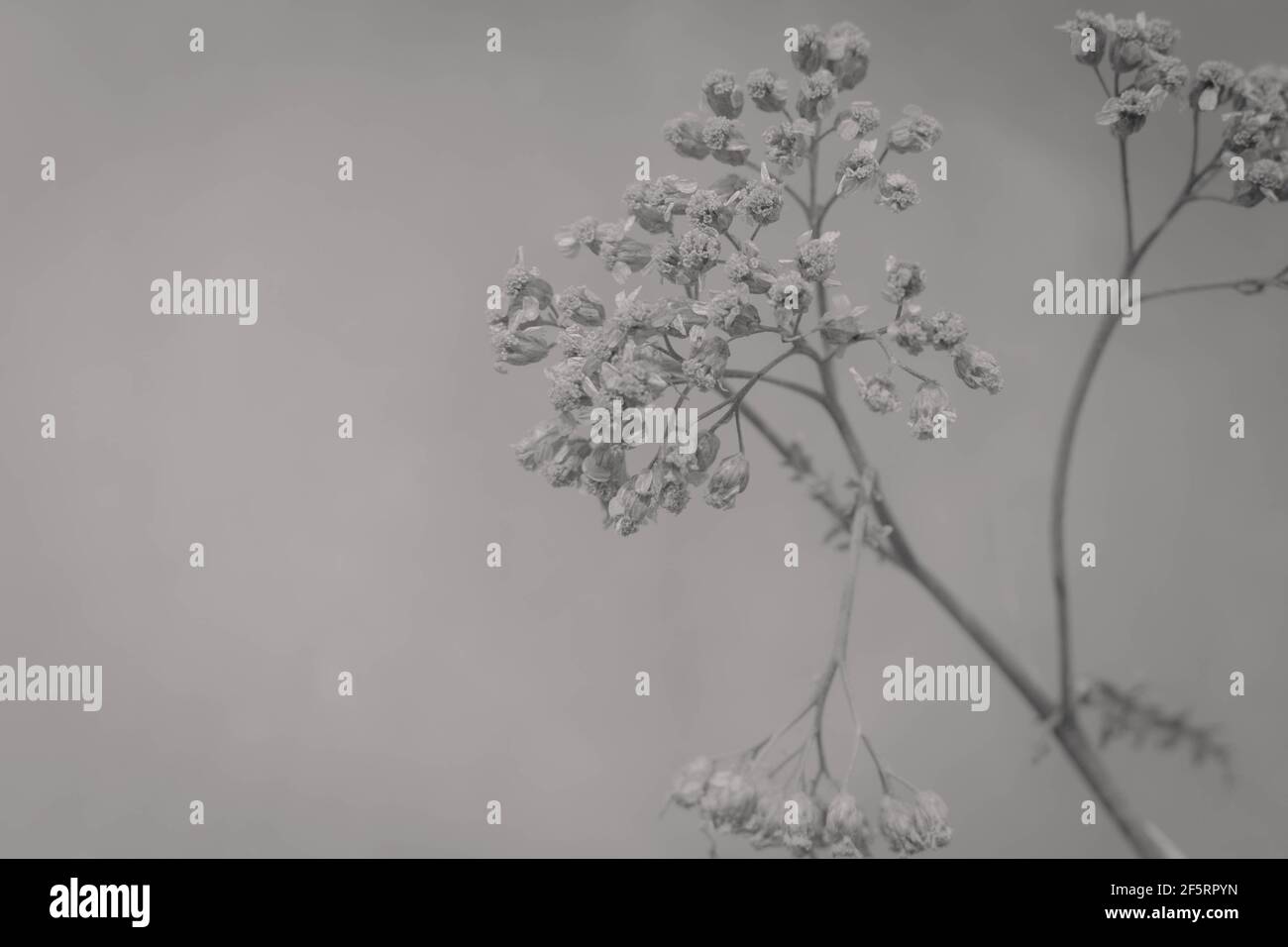 Subtle beauty minimalist hi-res stock photography and images - Alamy