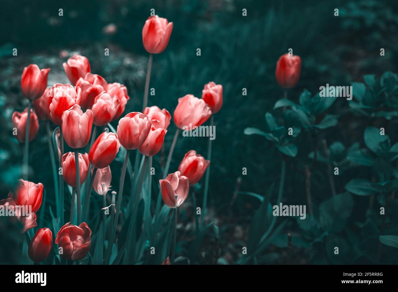 NINGHAI, CHINA - MARH 3, 2021 - A variety of flowers bloom in spring in ...