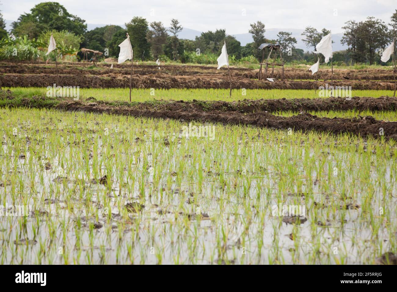 Rice cultivation african hi-res stock photography and images - Alamy