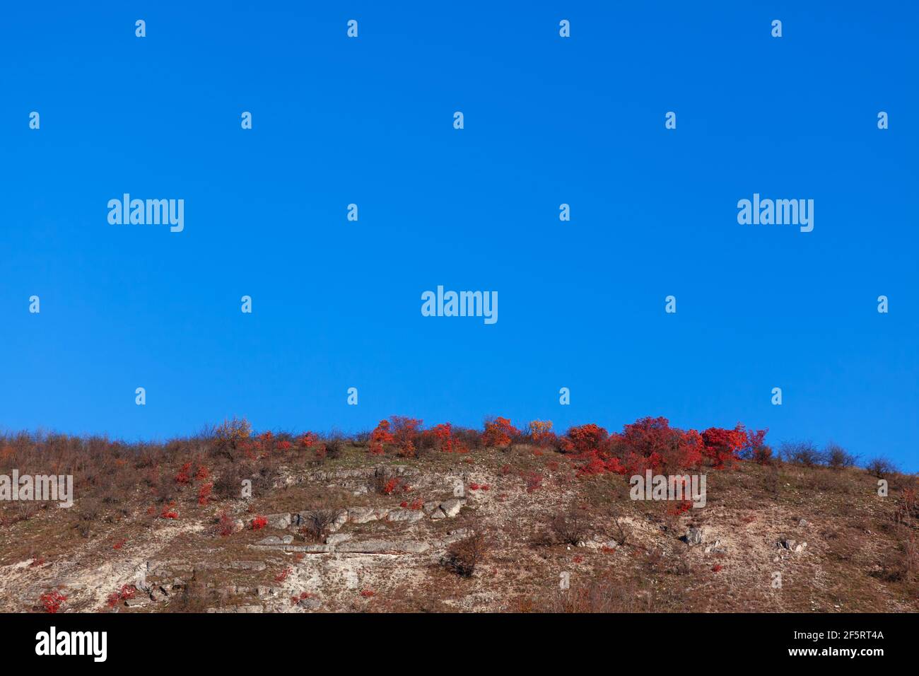 Red bushes growing on the hill peak . Autumn mountain nature Stock ...