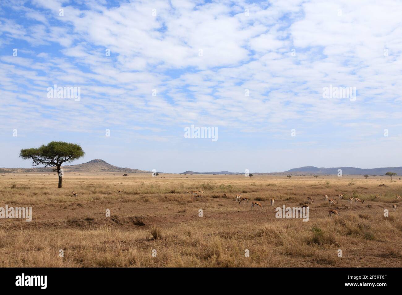 Serengeti National Park landscape, Tanzania, Africa. African panorama ...