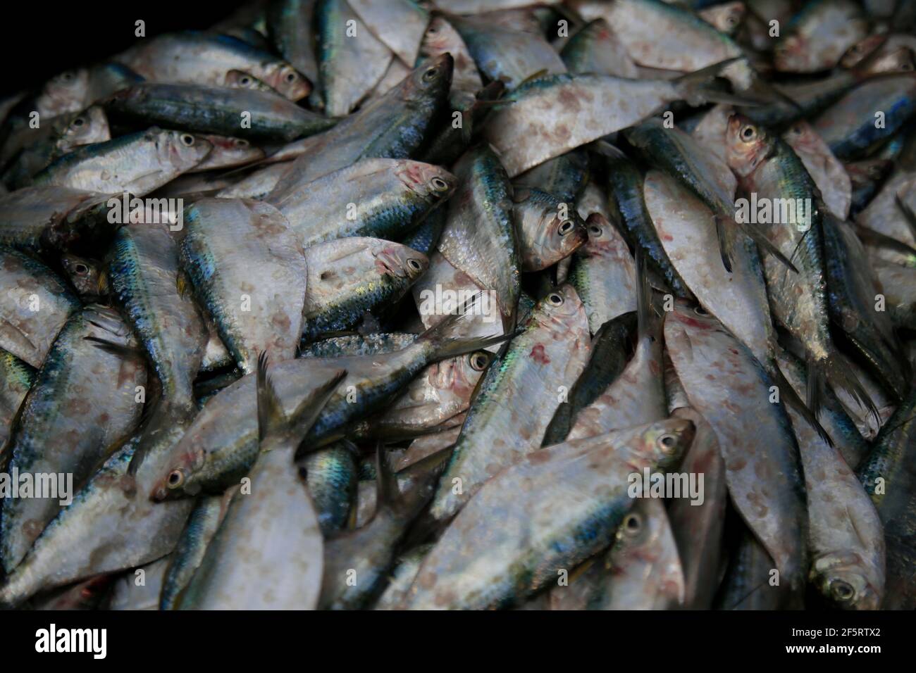 salvador, bahia, brazil - february 12, 2021: sardine fish to be seen in ...