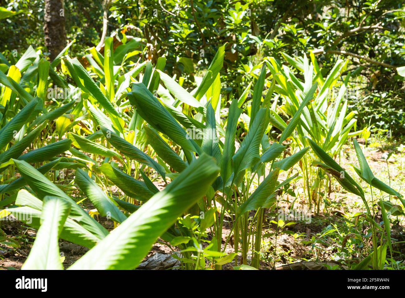 Curcuma cultivation from Zanzibar, Tanzania. Spices cultivation ...