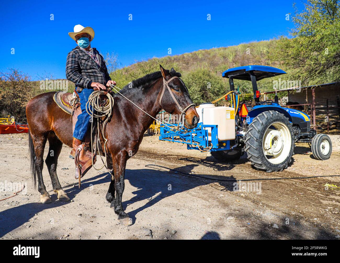 Tractor and cowboy riding a horse in San Felipe de Jesús town in the ...