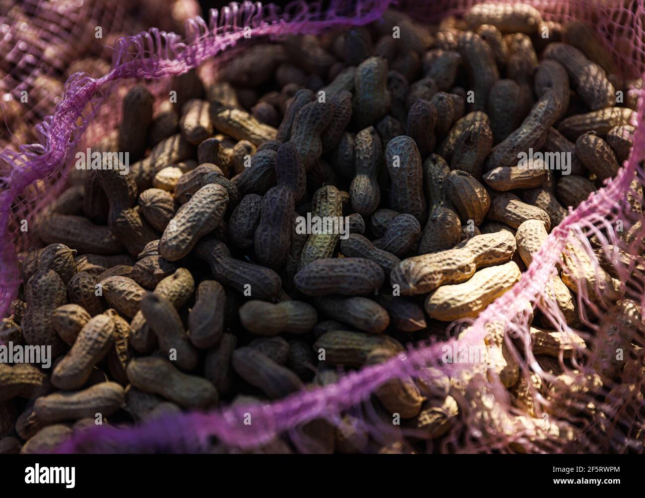 Peanuts in various sacks, peanut production in San Felipe de Jesús town ...