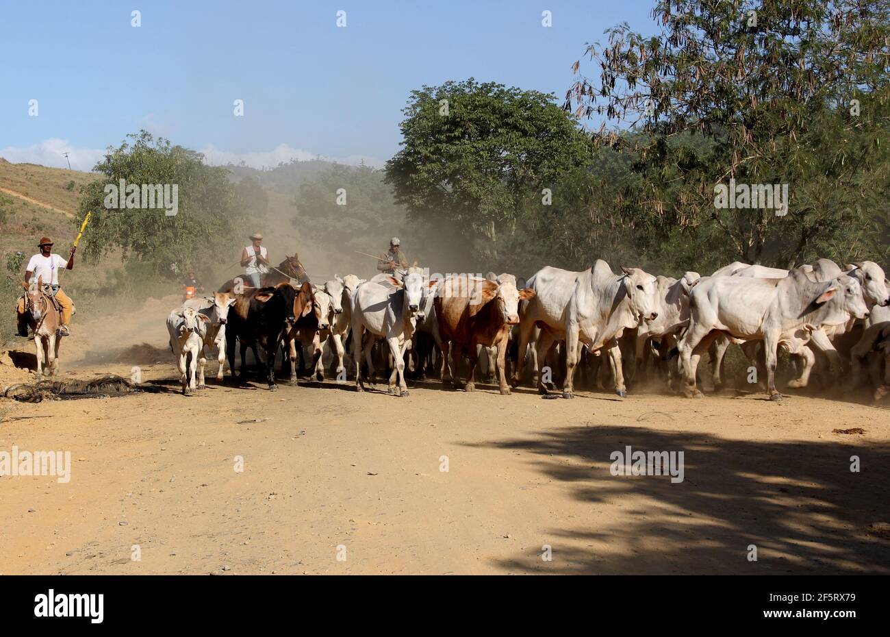 pau brasil, bahia / brazil - april 17, 2012: cowboy leads the cattle on ...
