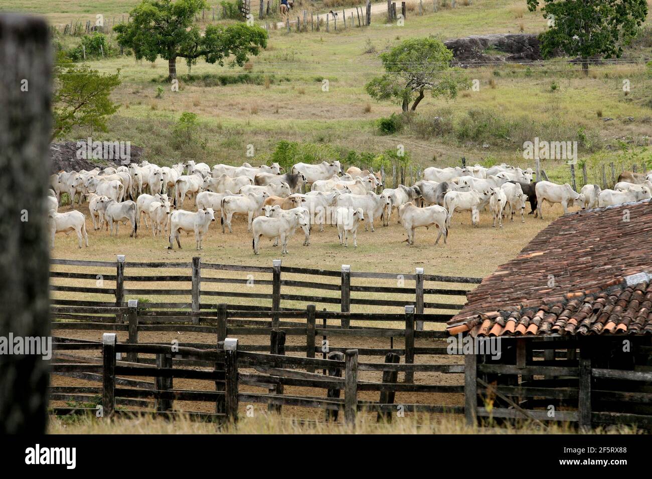 pau brasil, bahia / brazil - april 17, 2012: cattle corral is seen on a ...
