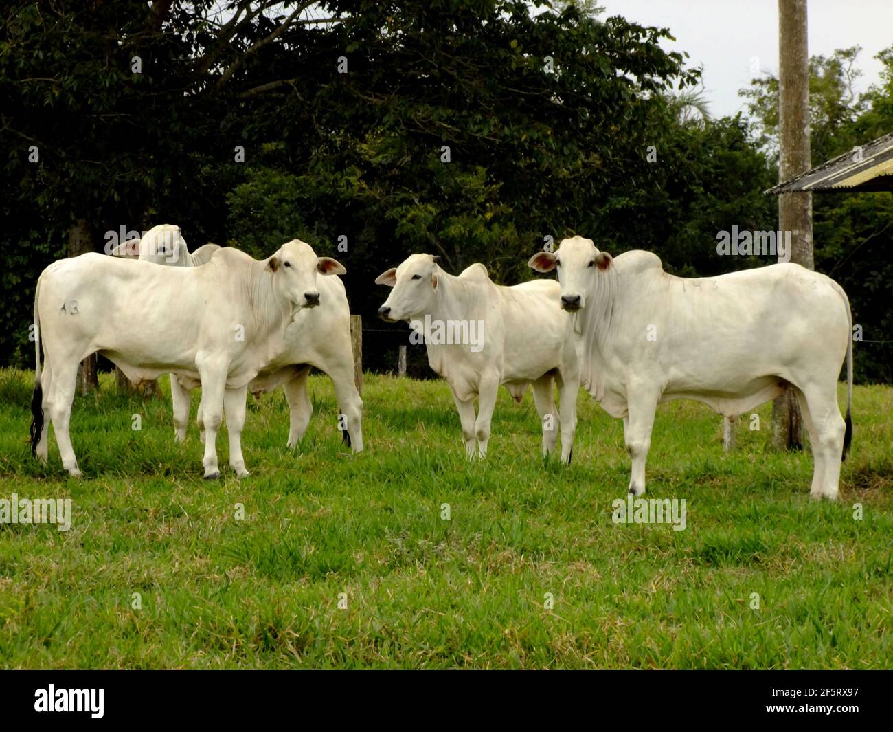 itabela, bahia / brazil - october 19, 2010: breeding of Nelore cattle ...