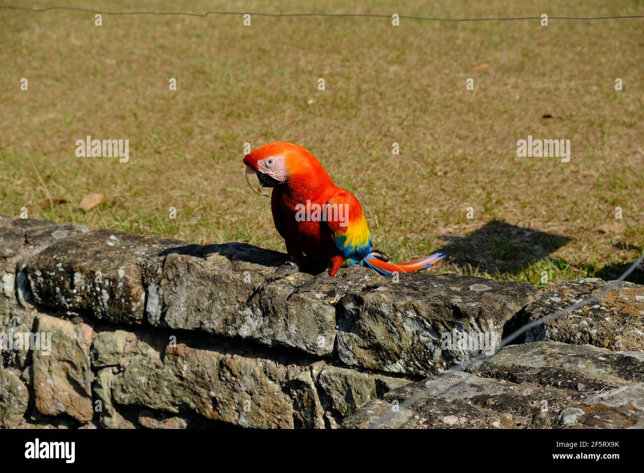 Honduras Copan Ruinas - Scarlet Macaw - Ara macao - American Parrot ...
