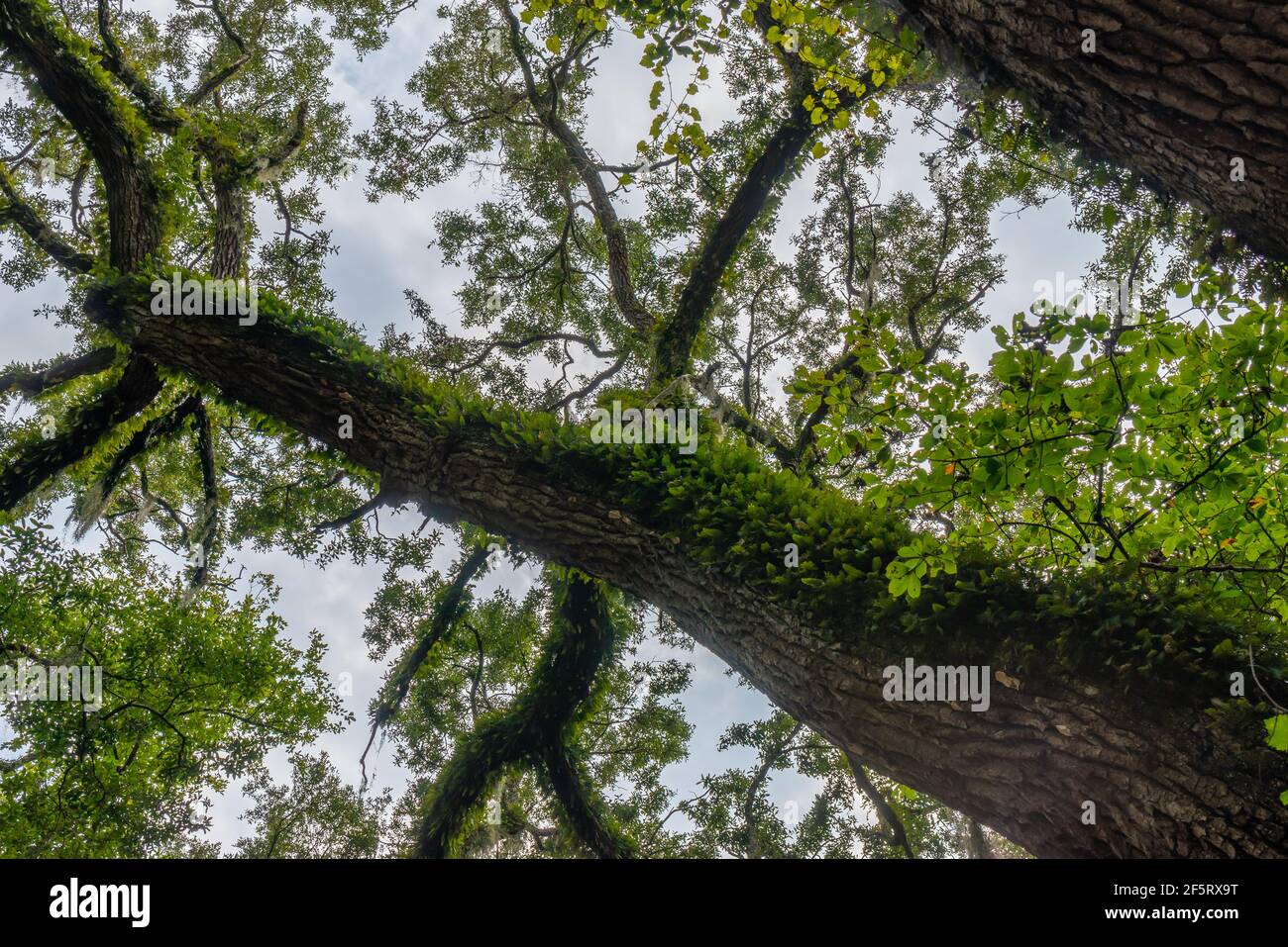 Moss canopy hi-res stock photography and images - Alamy