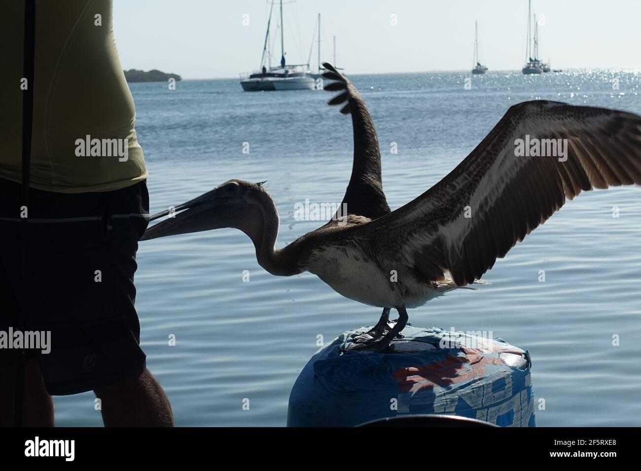 Belize Caye Caulker Island - Naughty pelican bites the tour guide Stock ...
