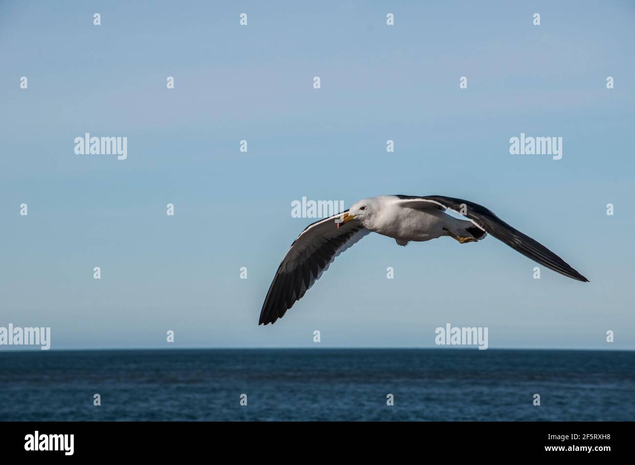 Gulls Watching High Resolution Stock Photography and Images - Alamy