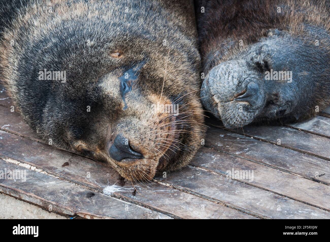 Sea Wolves High Resolution Stock Photography and Images - Alamy