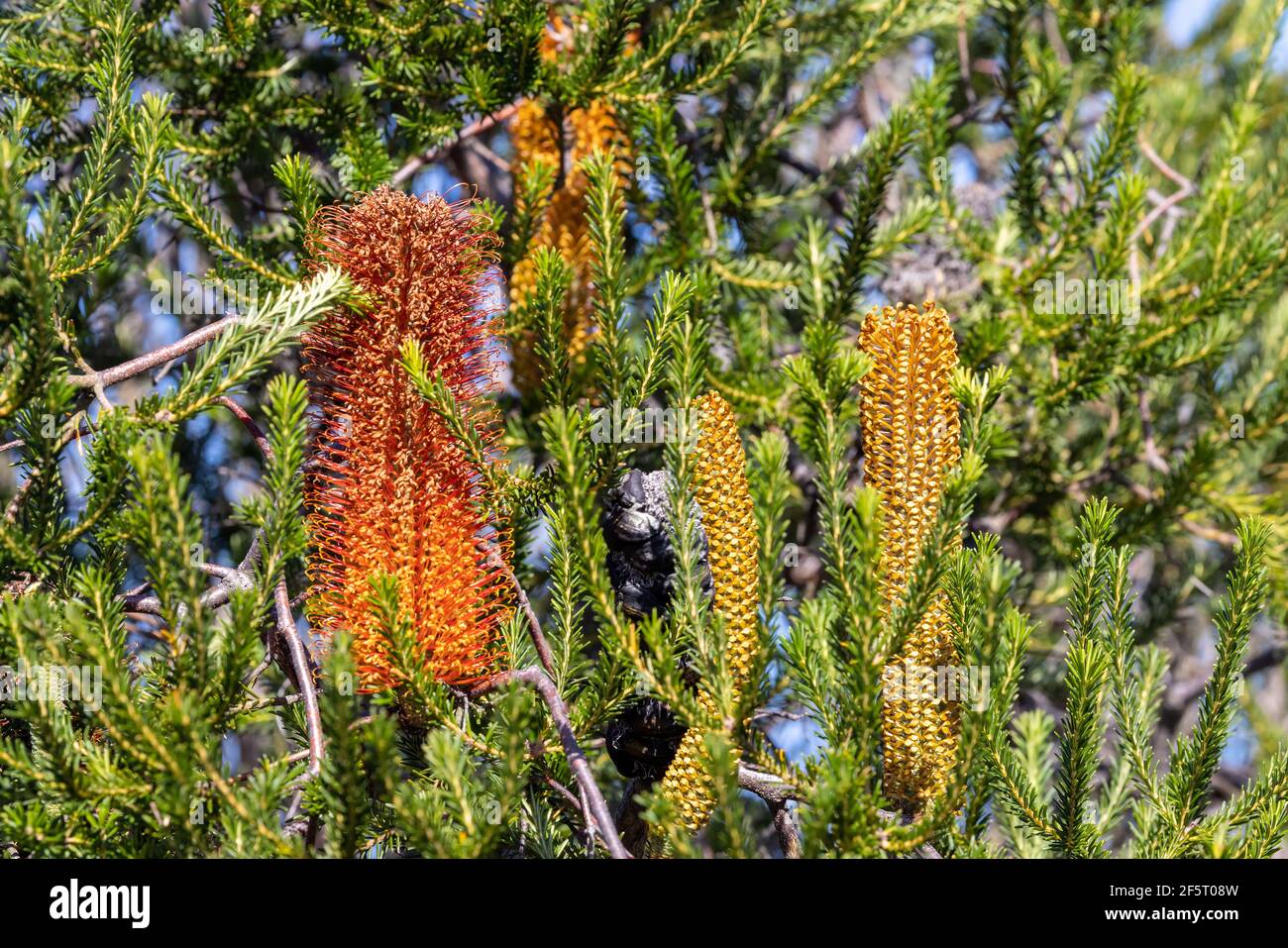 Heath Banksia tree in flower Stock Photo - Alamy