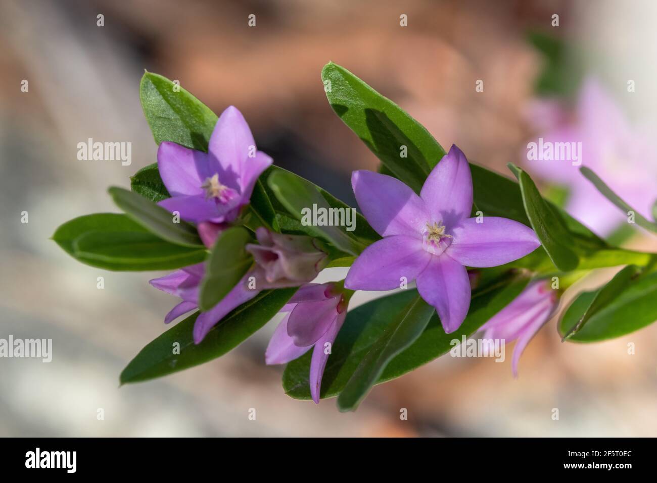 Lance leaf crowea hi-res stock photography and images - Alamy