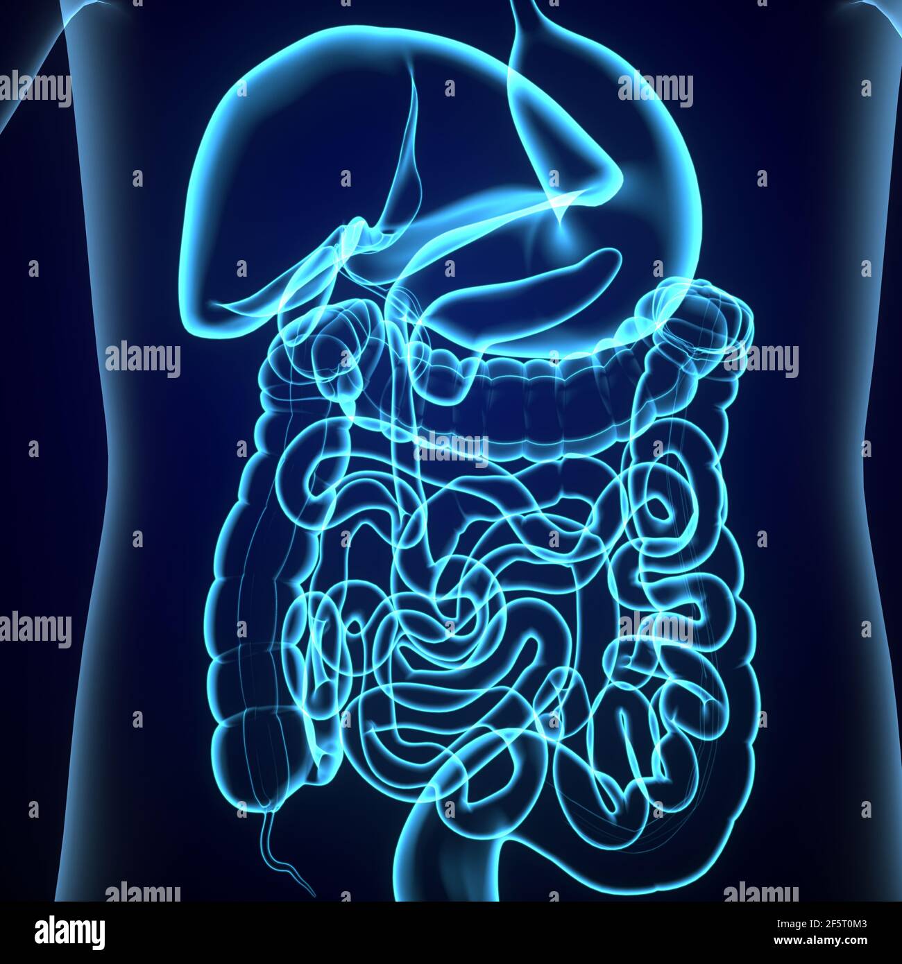 Anatomy of human digestive system, 3D illustration showing liver ...