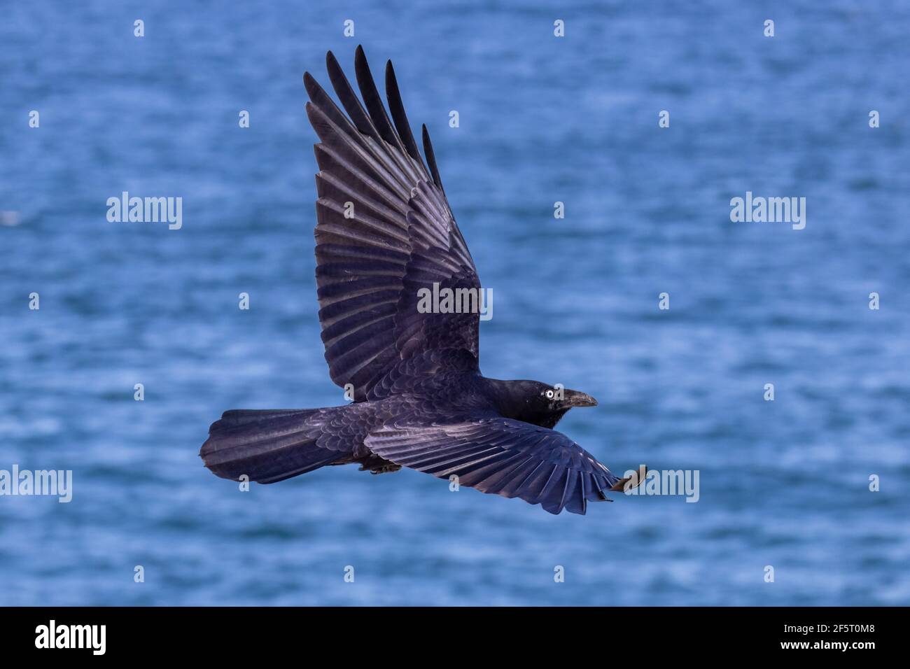 Australian Raven in flight over ocean Stock Photo - Alamy