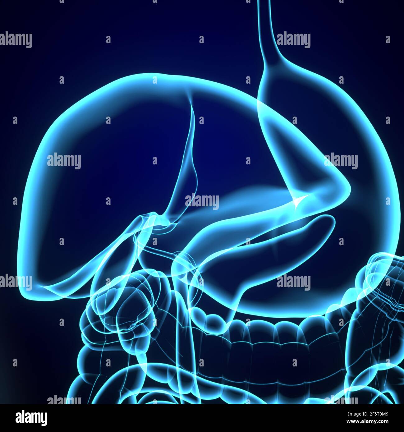 Anatomy of human digestive system, 3D illustration showing liver ...