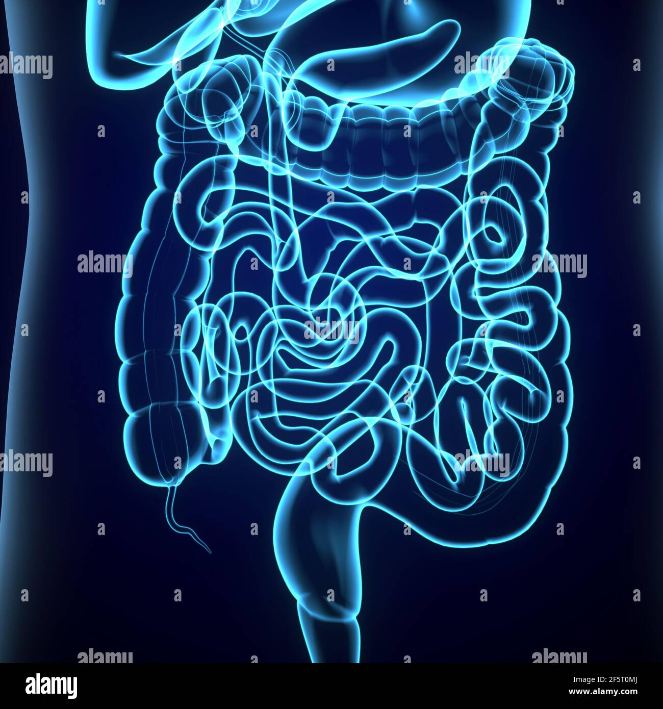 Anatomy of human digestive system, 3D illustration showing liver ...