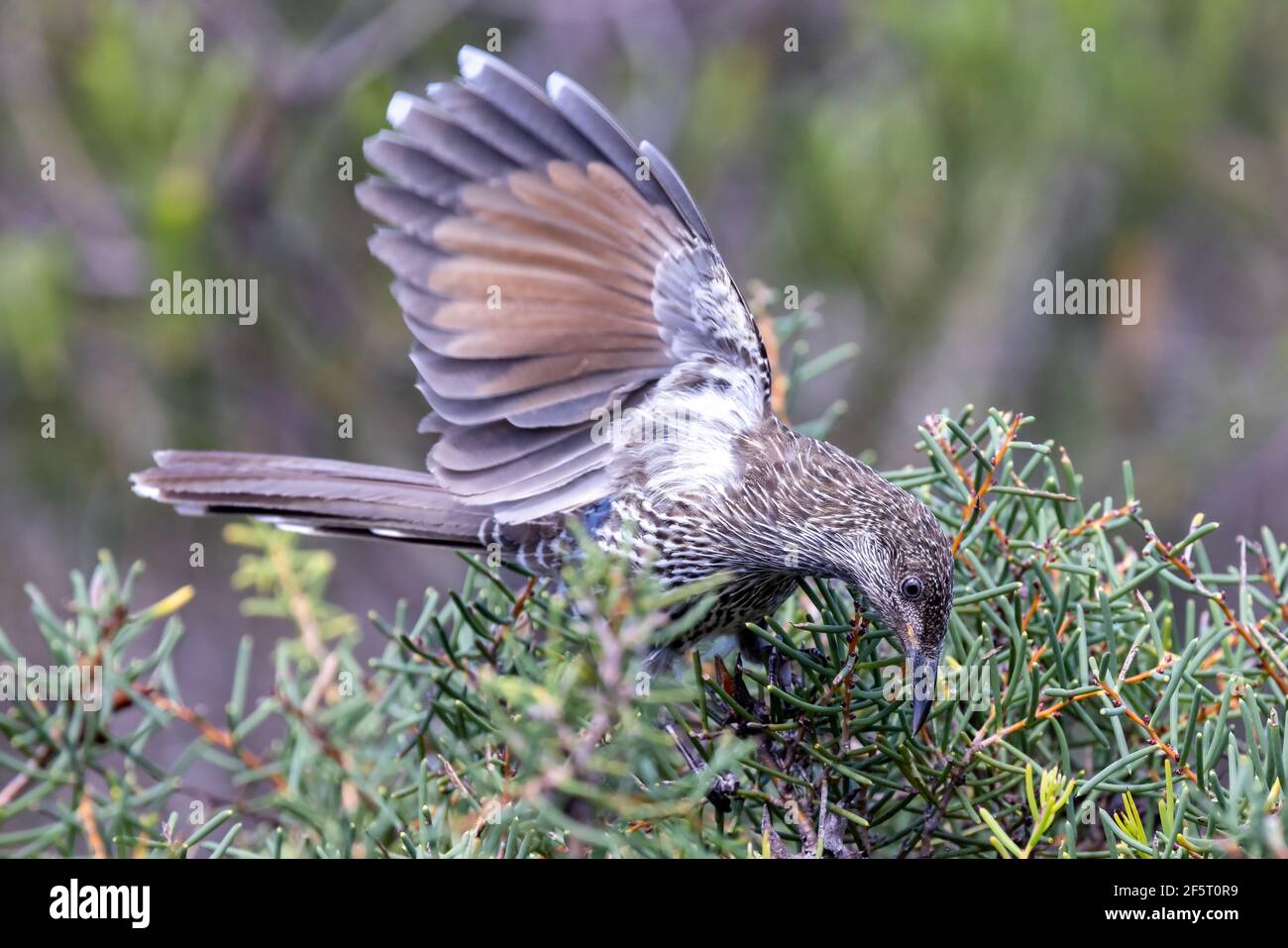 Little Wattle bird feeding in Hakea shrub Stock Photo - Alamy