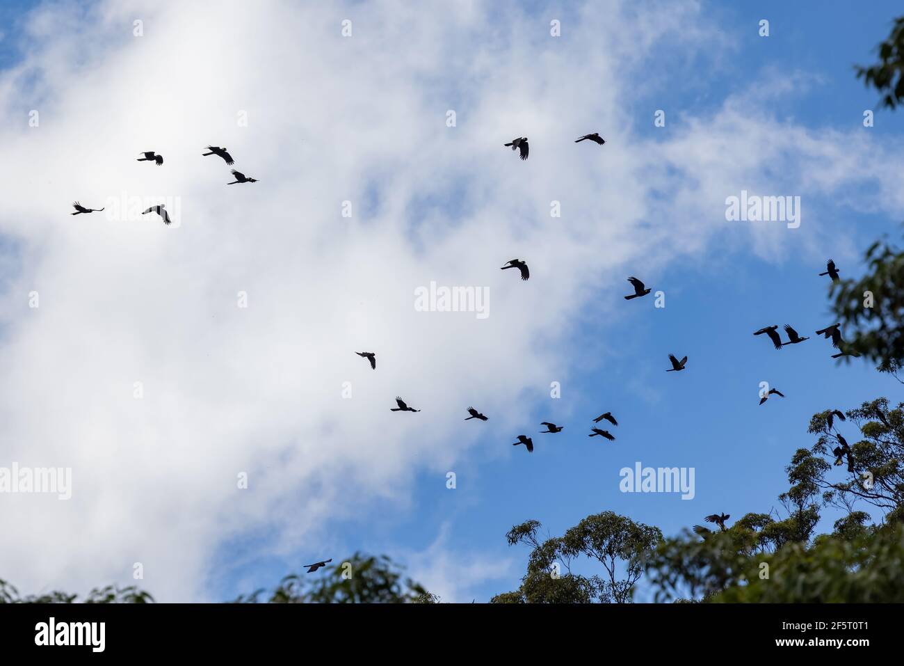 Flock of Yellow-tailed Black Cockatoo's in flight Stock Photo - Alamy