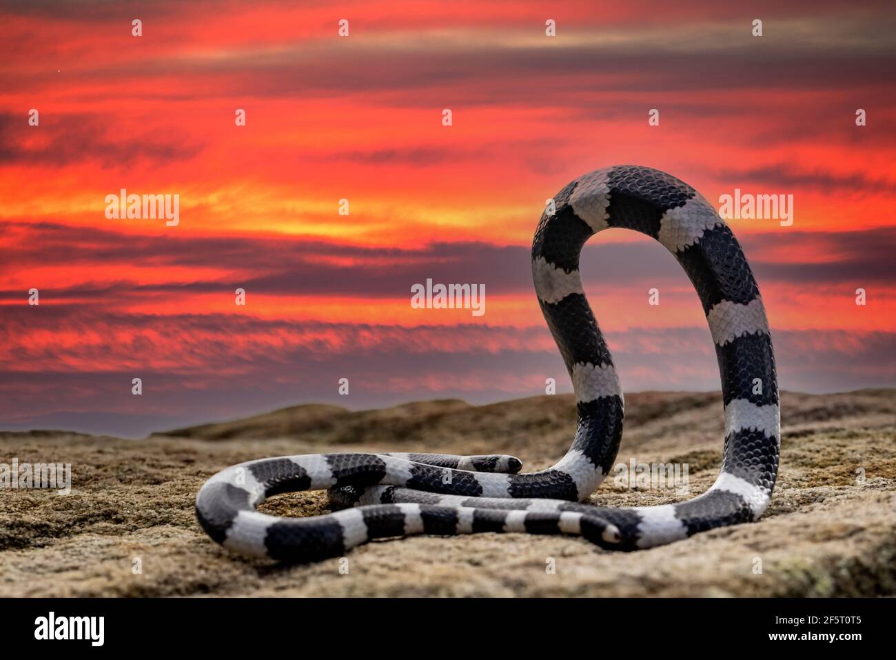 Snake showing hi-res stock photography and images - Alamy