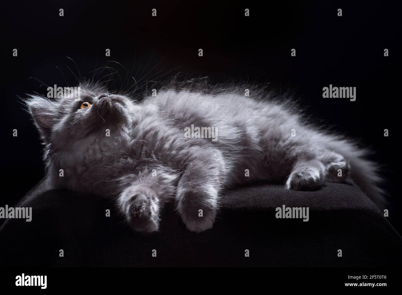 Dark Gray Persian Cat