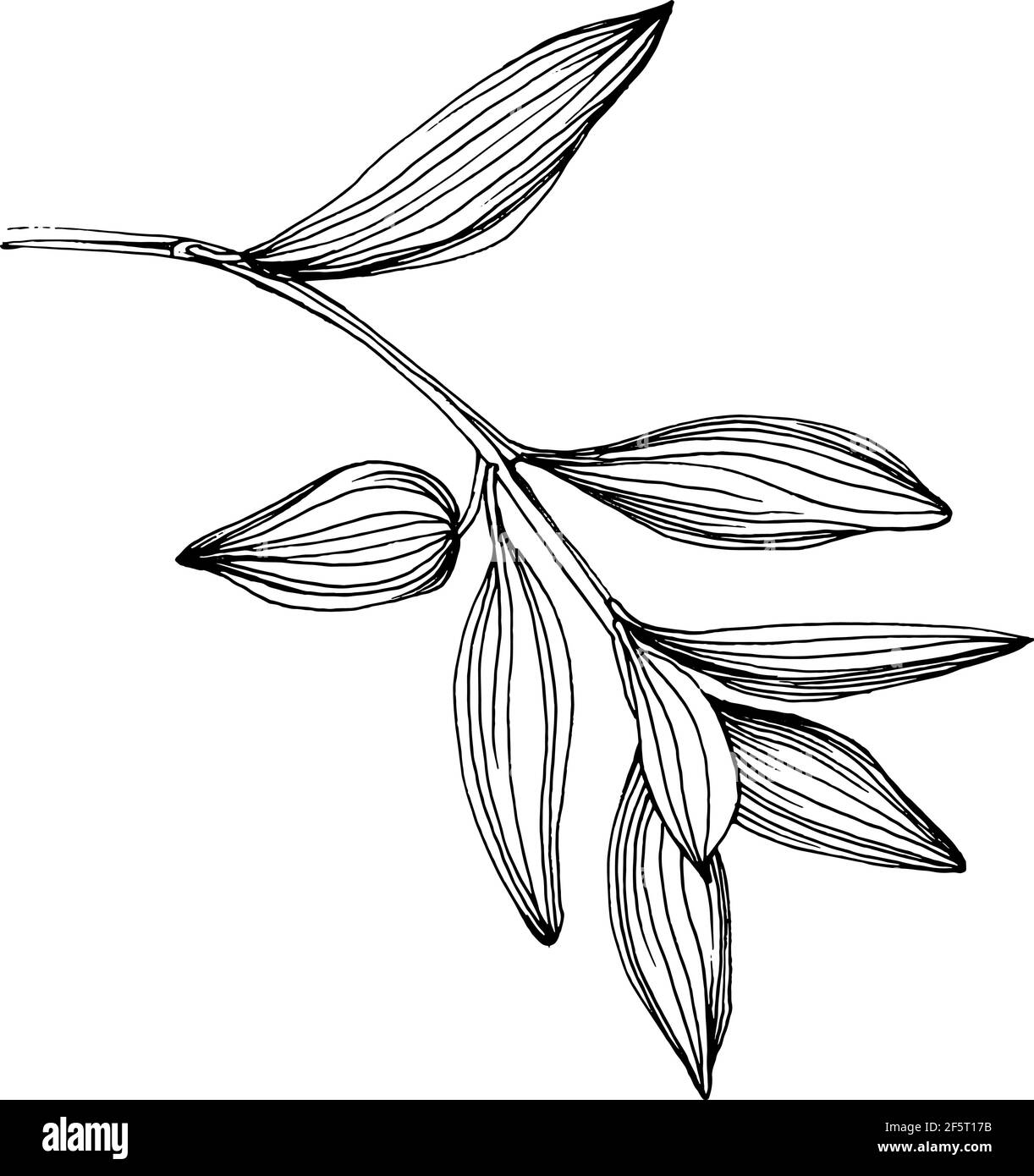 Olive sketch element. Olive branches isolated. Vector hand drawing ...