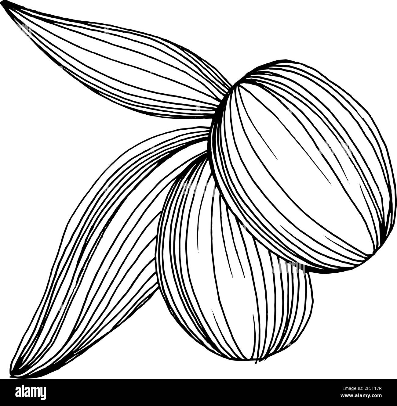 Olive sketch element. Olive branches isolated. Vector hand drawing ...