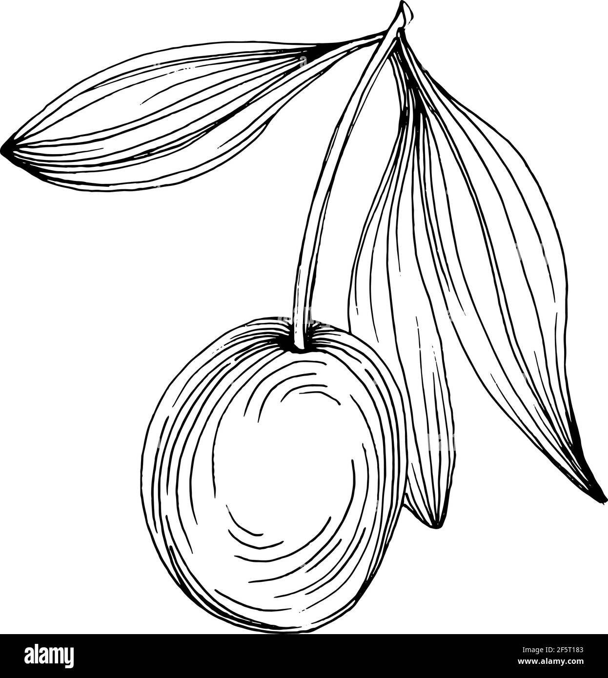 Olive sketch element. Olive branches isolated. Vector hand drawing ...