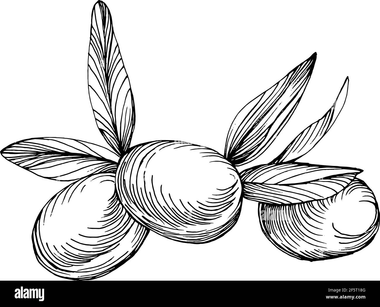 Olive sketch element. Olive branches isolated. Vector hand drawing ...