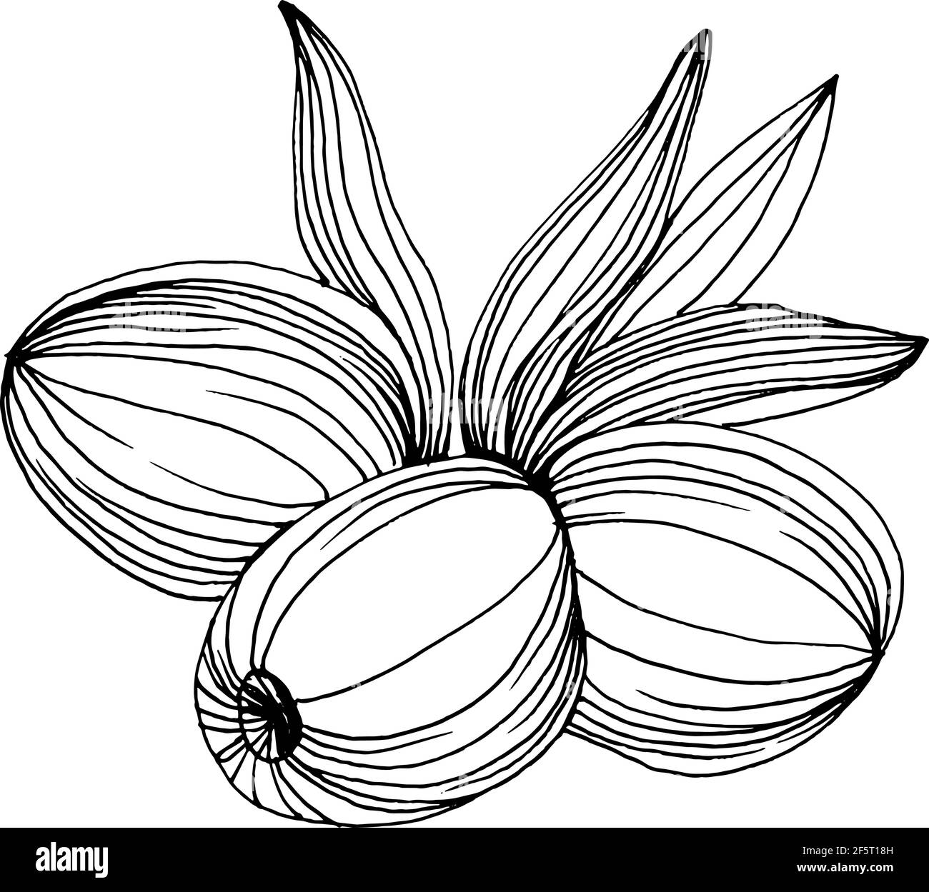 Olive sketch element. Olive branches isolated. Vector hand drawing ...