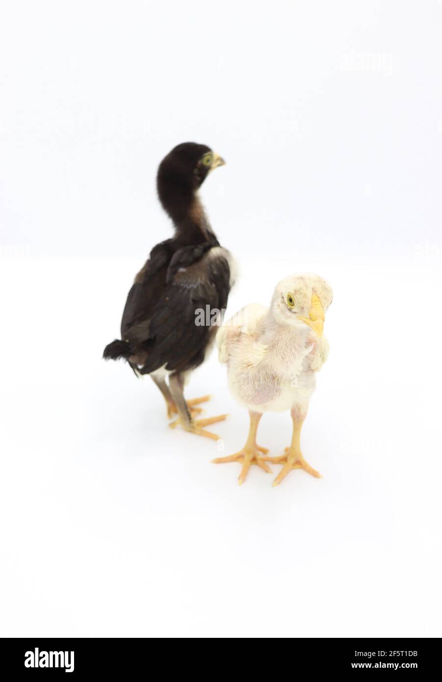 Two little chicks isolated on white background, Hen chicks Stock Photo ...