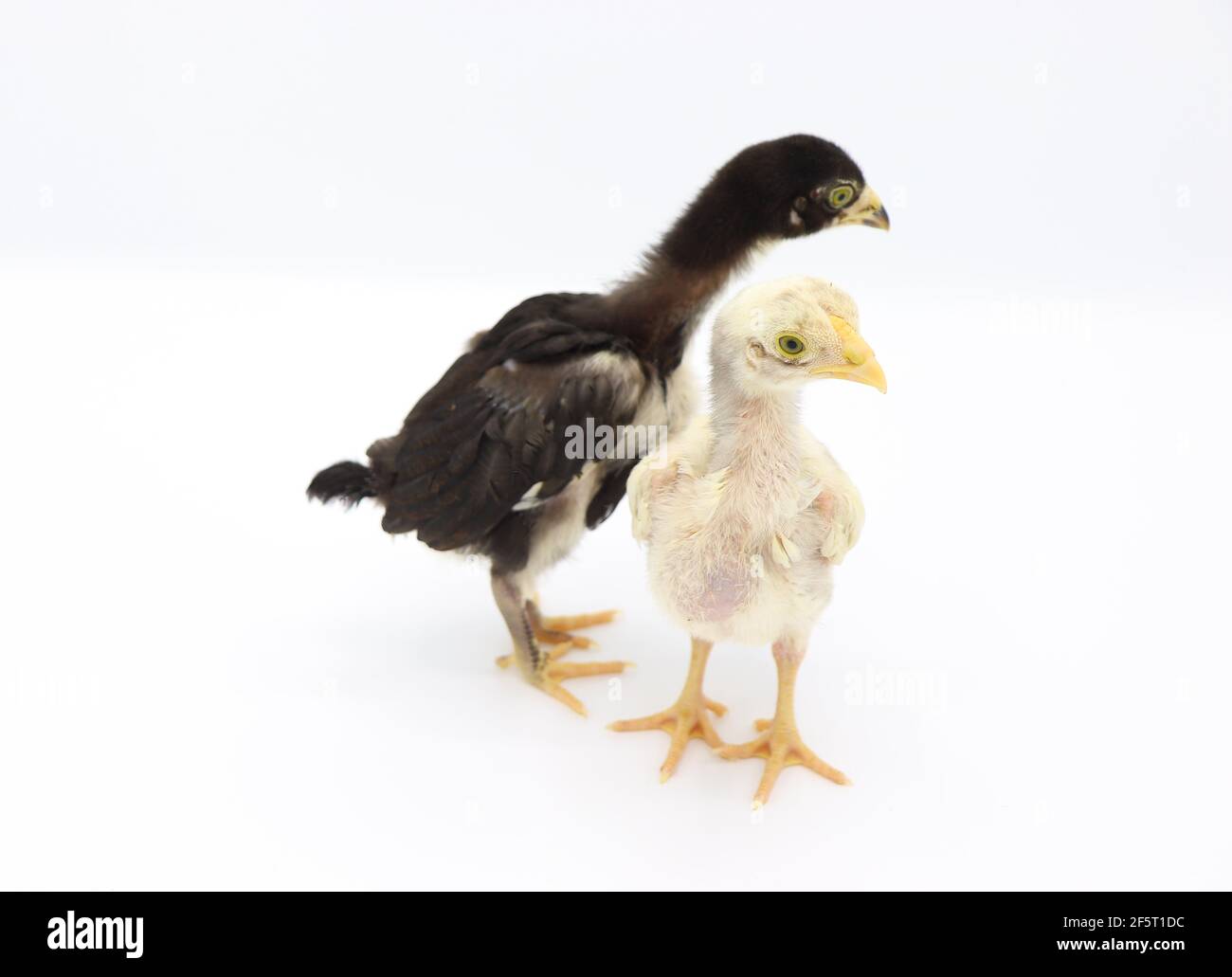 Two little chicks isolated on white background, Hen chicks Stock Photo ...
