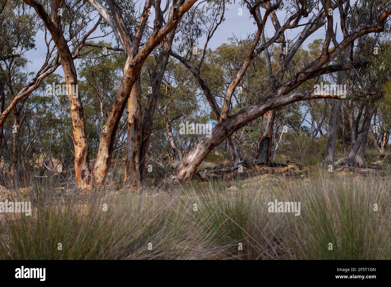 Open bushland hi-res stock photography and images - Alamy