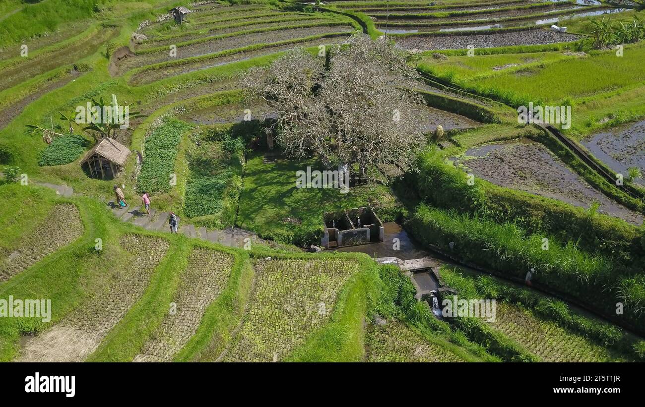 Top down view of rural field meadow scene. Countryside agriculture ...