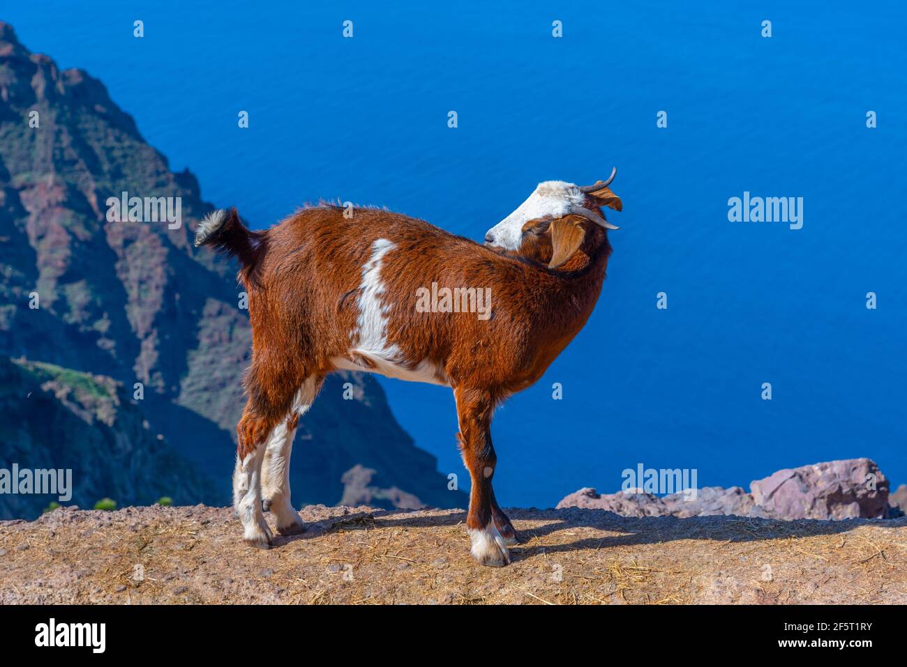 Tourist spain goat hi-res stock photography and images - Alamy