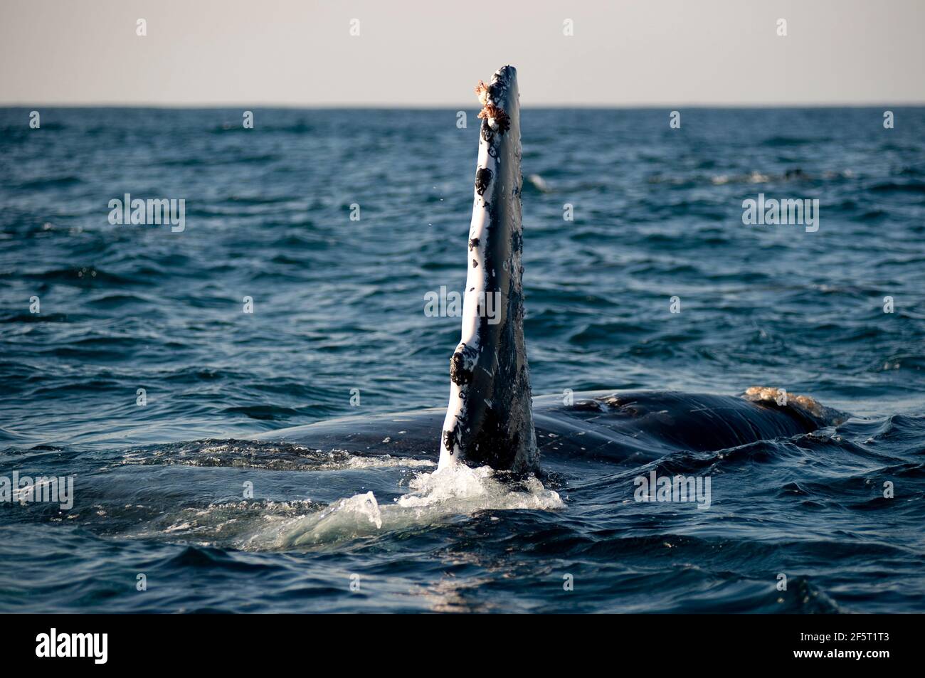 Humpback Pectoral Fin High Resolution Stock Photography and Images - Alamy